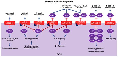 Micrornas Tiny Regulators Of Gene Expression With Pivotal Roles In
