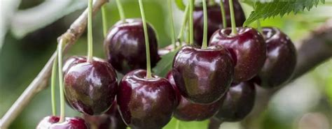 Prunus Avium Regina Kirsche Regina Pflanzen Für Unsere Gärten