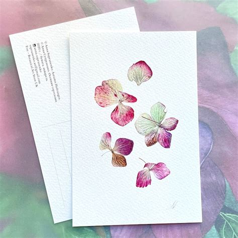 Hydrangea Postcard Etsy