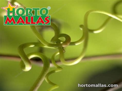 Which Is Tendrils Function And How To Use Them In Tutoring