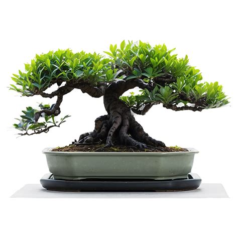 Download Exotic Bonsai Png Std