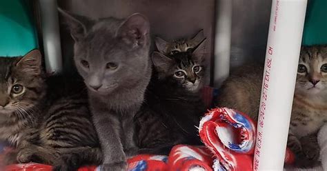 Kittens Album On Imgur