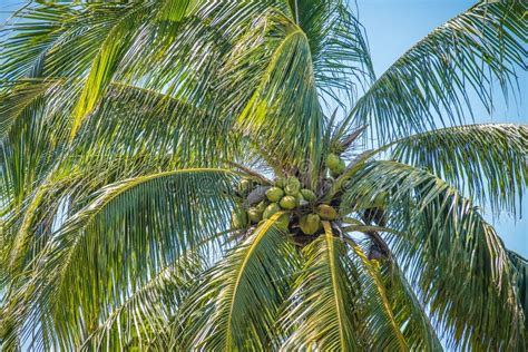 Сладостные пальмы кокоса с голубым небом в Key West Флориде Стоковое ...