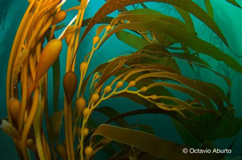 Week 3 Giant Kelp Macrocystis Pyrifera Wildcoast