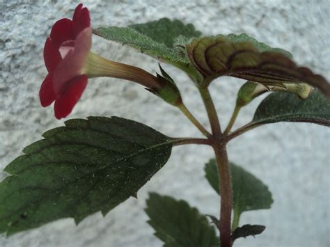 achimenes petite fadette