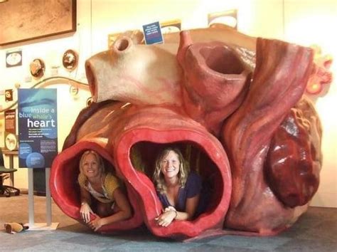 Heart Of Blue Whale Weighs 600 Kilograms And Is The Largest Known In