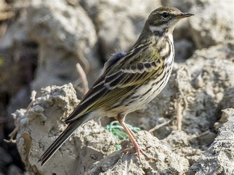 Rosy Pipit Ebird