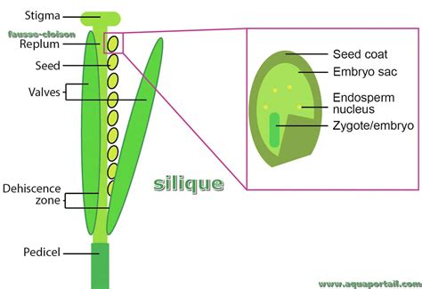 Cloison Définition Biologie Architecture Construction Navale