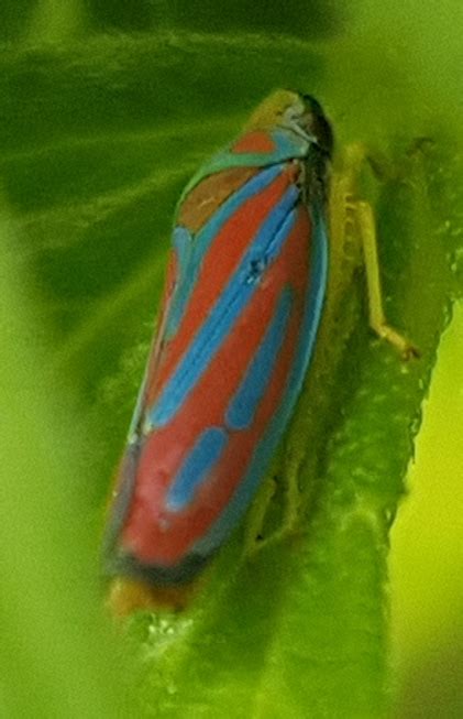 Leafhopper Pest Control Canada