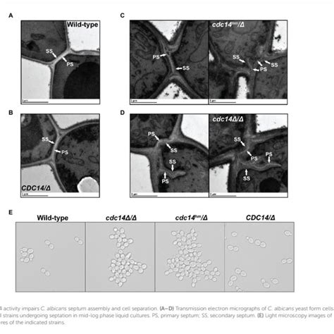 A Conserved Motif In Cdc14s Disordered C Terminal Tail Is Required For Download Scientific