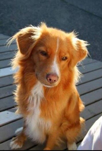 Nova Scotia Duck Tolling Retriever Mix