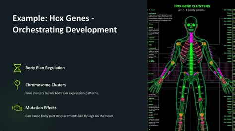 Ppt Introduction To Complex Genes Powerpoint Presentation Free Download Id 14184957