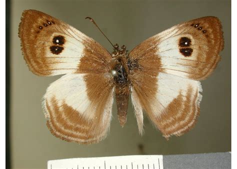 Ocella Albata Type Specimens