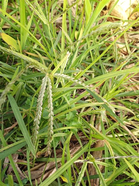 Maryland Biodiversity Project Goosegrass Eleusine Indica