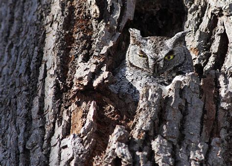 Eastern Screech Owl Camouflage