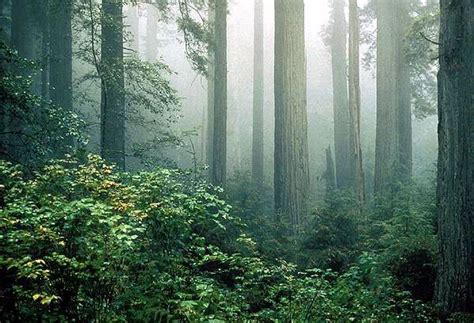 Star Wars Endor The Forest Moon Home Of The Ewoks Zanitys Website