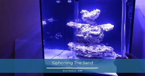 How To Clean The Sand Bed Of A Reef Tank Reef Craze