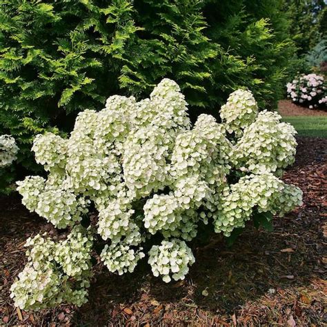 Proven Winners 2 Gal Cityline Paris Bigleaf Hydrangea Hydrangea
