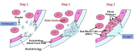 Trombocyter Och Hemostas Flashcards Quizlet