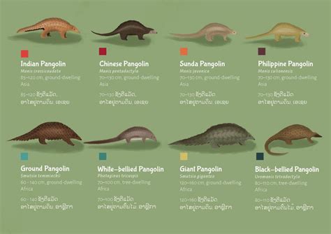 The Pangolin Map Of The World Poster By Rohanchak Artofit