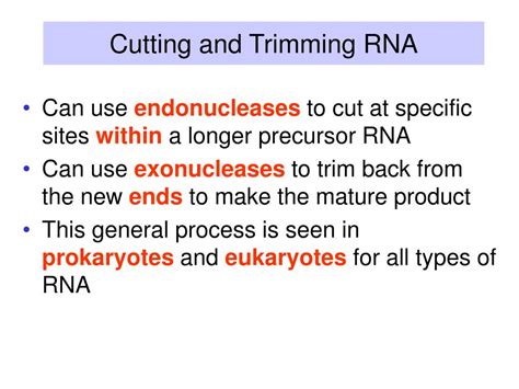 Ppt Rna Processing 1 Powerpoint Presentation Free Download Id 3038630