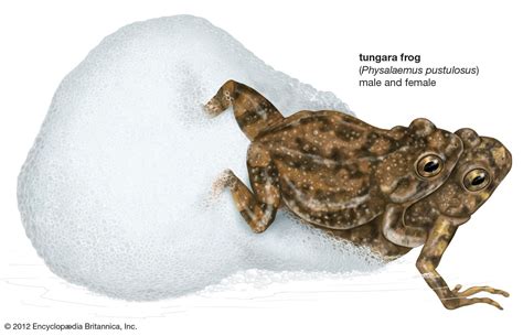 Tungara Frog Mating Calls Vocal Sacs And Camouflage Britannica