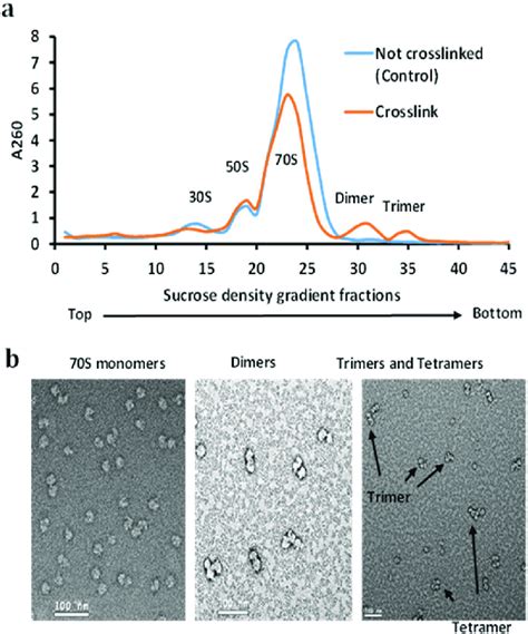 A Sucrose Density Gradient Fractionation Of Non Crosslinked Control