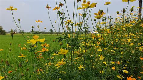 Hoa C Ng Qu Videos Download Free K Hd Stock Footage Clips Pixabay