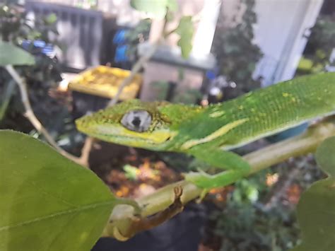 Lizard Identification Please R Lizards