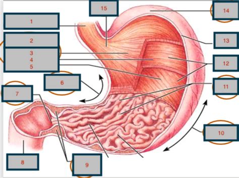 Stomach Flashcards Quizlet