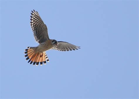 American Kestrel Facts Habitat Diet Life Cycle Pictures