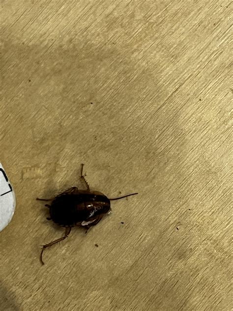Say It Aint So 😭 😭 Is This A Cockroach Rwhatisthisbug