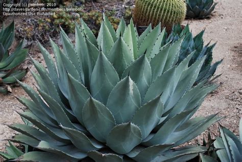 Plantfiles Pictures Agave Species Chisos Agave Harvards Agave