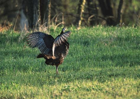 Public Domain Picture Wild Turkeys Feeding In Wheat Field Kansas