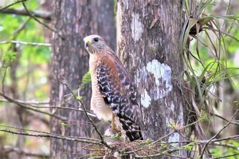 8 Types Of Hawks In Massachusetts Photos Bird Feeder Hub