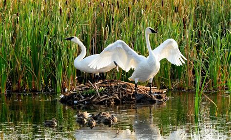 Images Gratuites Paysage Mer Eau La Nature Oiseau Blanc Lac En