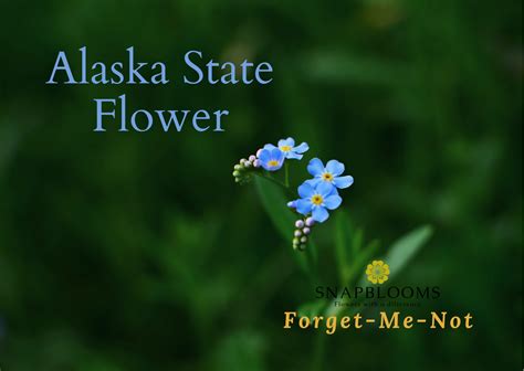 Alaska State Flower