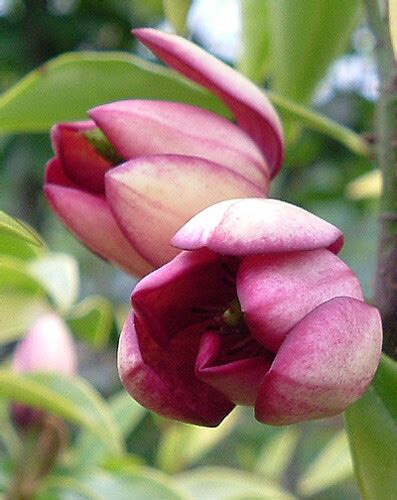 Magnolia Figo Magnoliastore