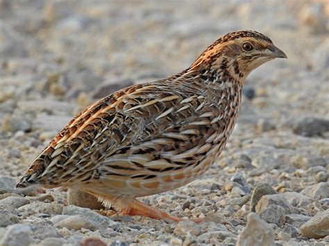 Common Quail Ebird