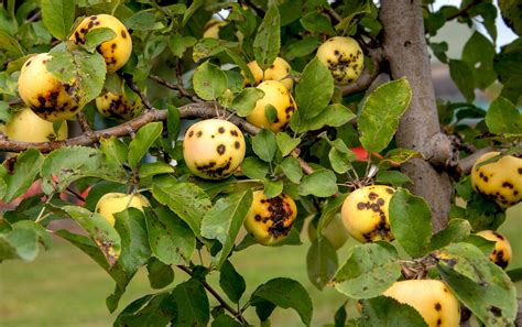 Apple Tree Diseases