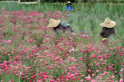 Pamje Mbresëlënëse Fermerët E Devollit Mbledhin Lule Ciani Foto