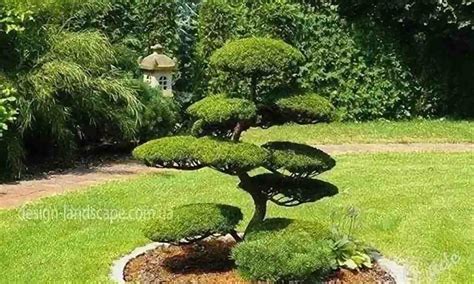 Що таке солітери і особливості їх застосування в ландшафтному дизайні