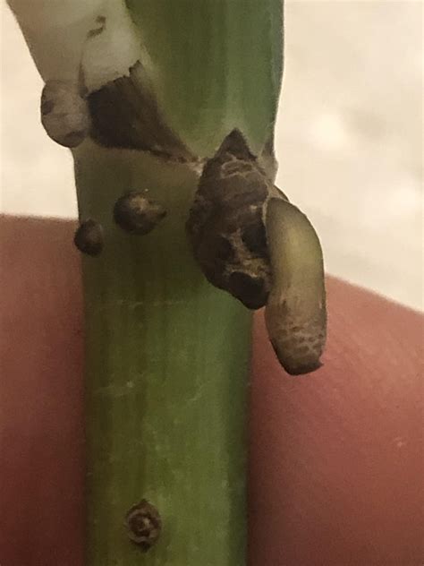 Just Some Root Porn R Rootporn