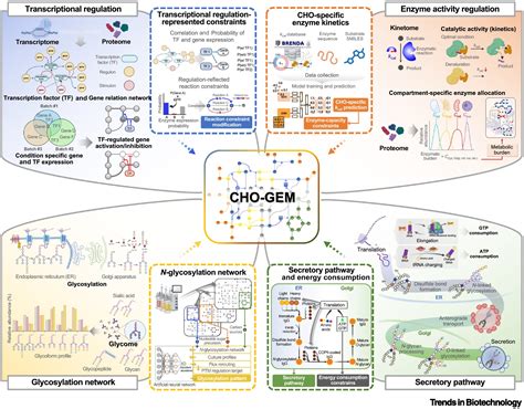 Driving Towards Digital Biomanufacturing By Cho Genome Scale Models