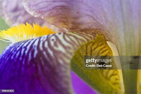 Open Iris Flower Photos And Premium High Res Pictures Getty Images
