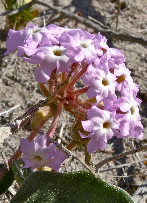 Desert Sand Verbena Photos Page 1