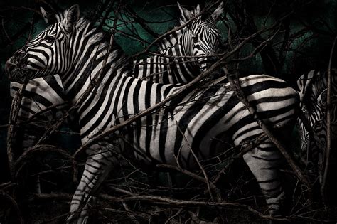 Equus Quagga Burchelli Namibia Artwork Galleriesnow