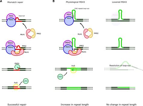 Can Msh3 Lowering Stop Htt Repeat Expansion In Its Cag Tract