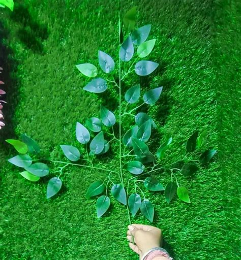 Ficus Plant At ₹ 15piece In Navi Mumbai Id 2854359083433