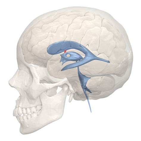 Forame Interventricular Ventricular System Of The Brain Diagram
